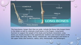 Bones and cartilages | PPTX