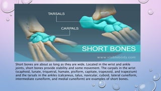 Bones and cartilages | PPTX