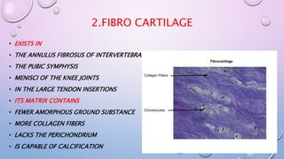 Bones and cartilages | PPTX