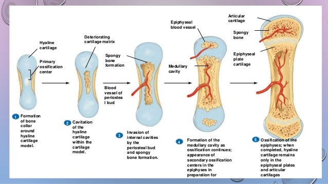Bones and cartilages
