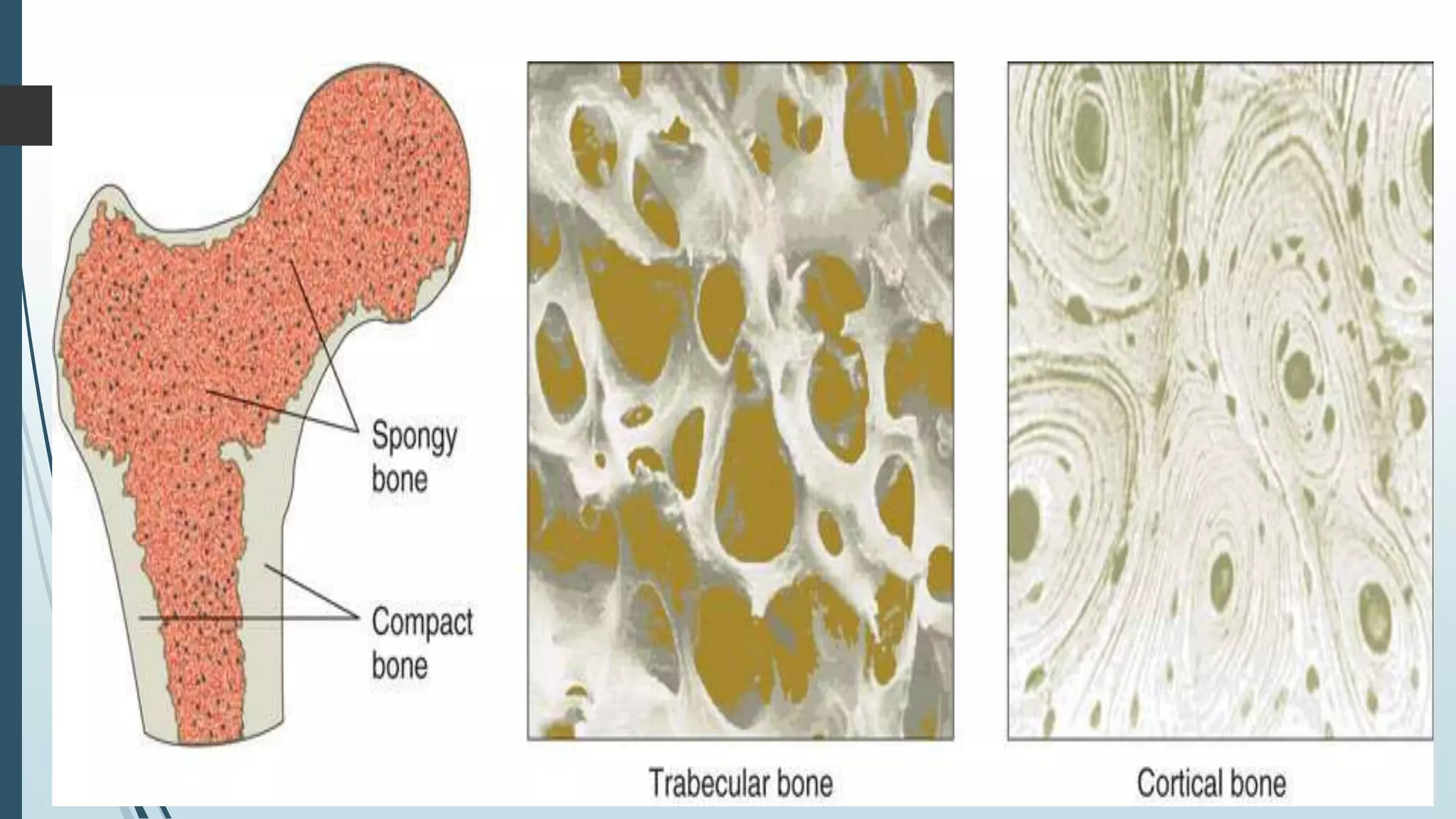 Bones and its structure in detail with two different form of bone ...