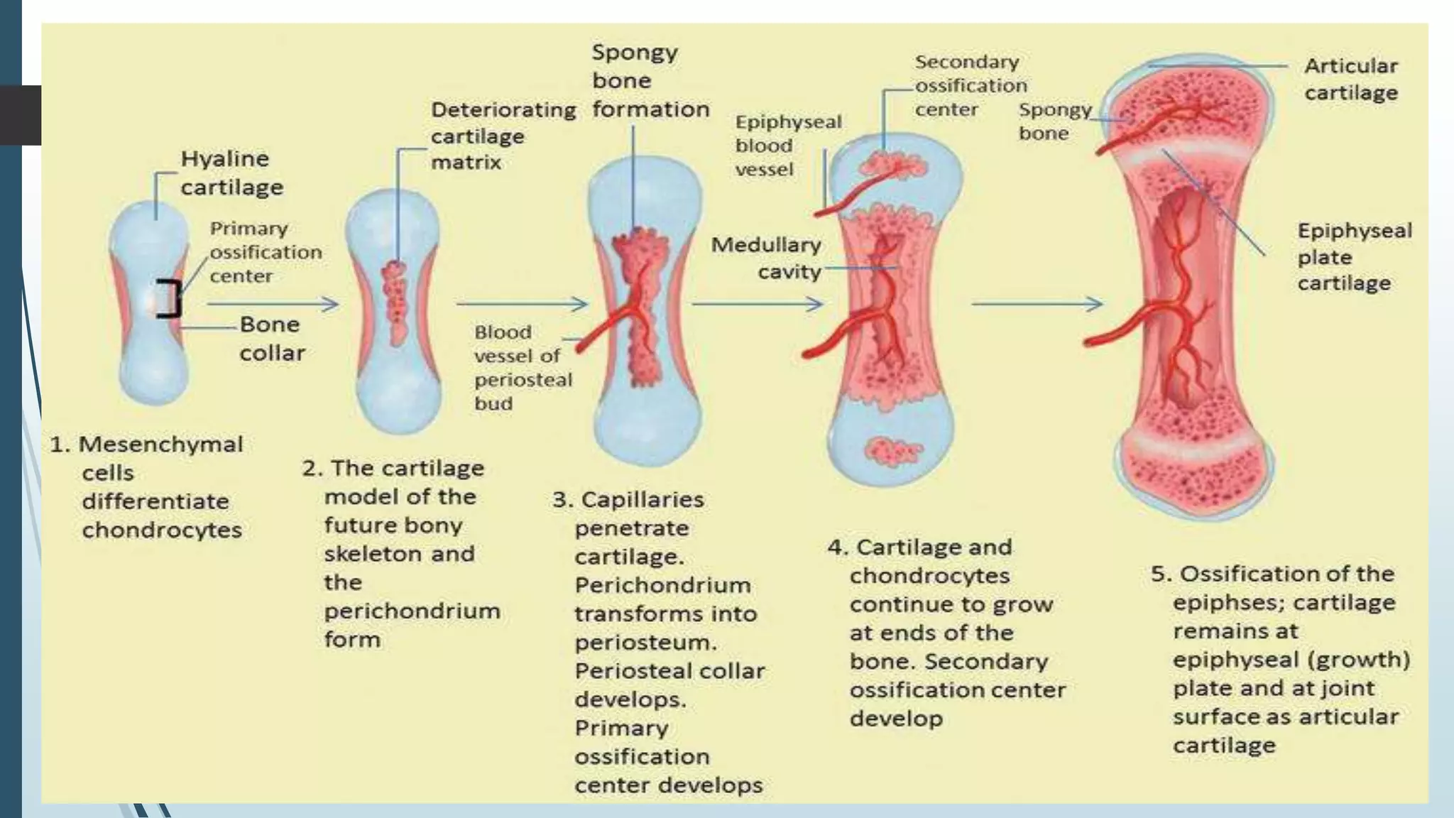 Bones and its structure in detail with two different form of bone ...