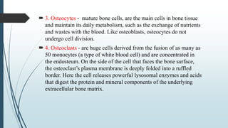 Bones and its structure in detail with two different form of bone ...
