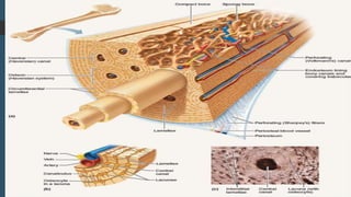 Bones and its structure in detail with two different form of bone ...