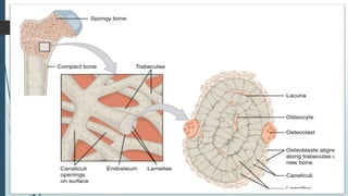 Bones and its structure in detail with two different form of bone ...