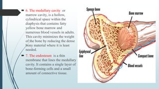 Bones and its structure in detail with two different form of bone ...