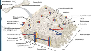 Bones and its structure in detail with two different form of bone ...