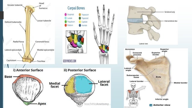 Bones and its structure in detail with two different form of bone formation