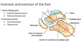 Bones and joint of foot | PPTX