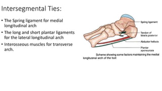 Bones and joint of foot | PPTX