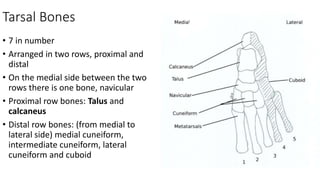 Bones and joint of foot | PPTX