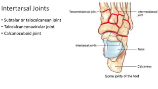 Bones and joint of foot | PPTX
