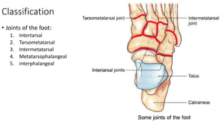 Intertarsal Joint