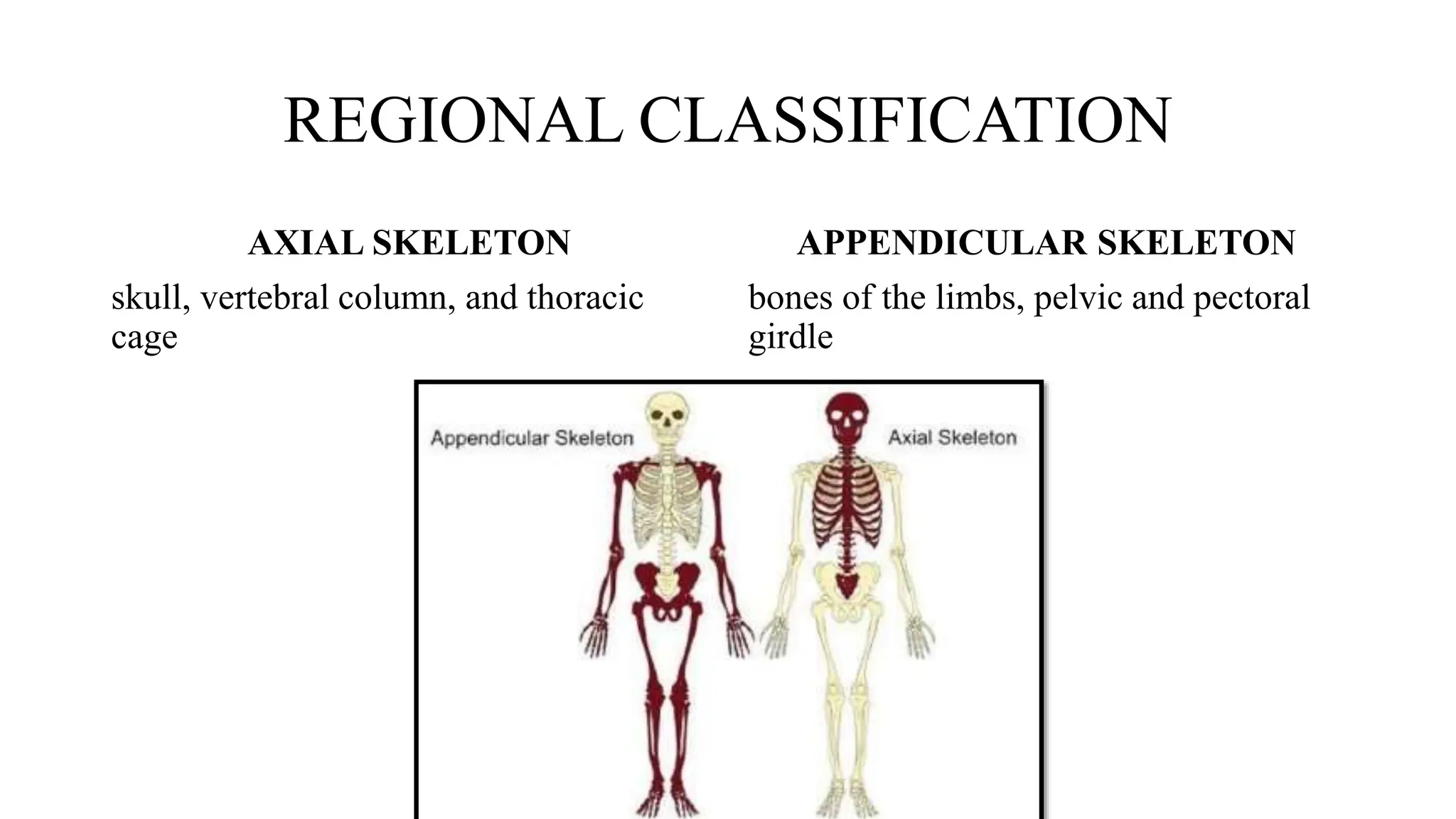 Orthopaedics basics (Bones and Joints Basics).pptx