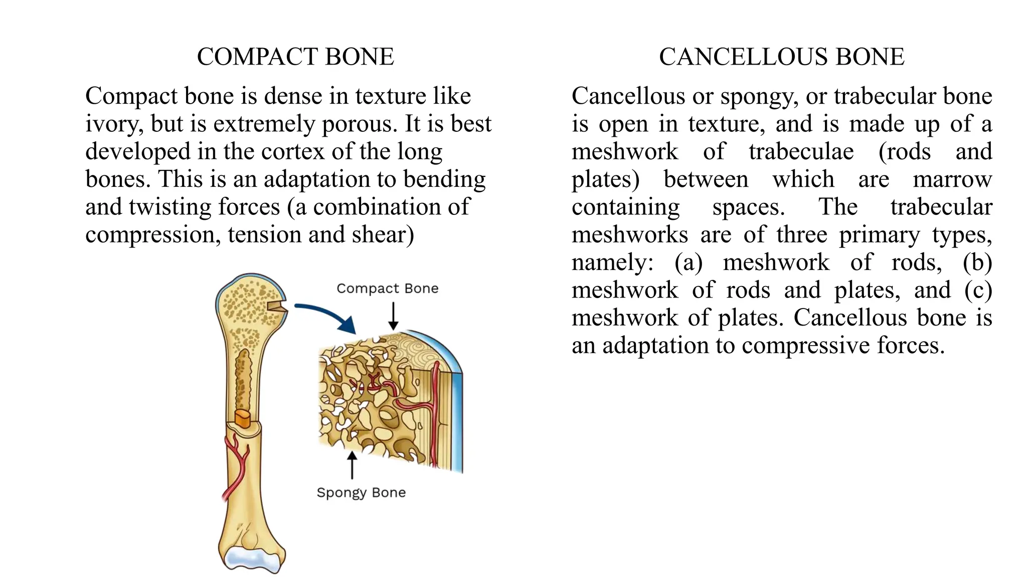 Orthopaedics basics (Bones and Joints Basics).pptx
