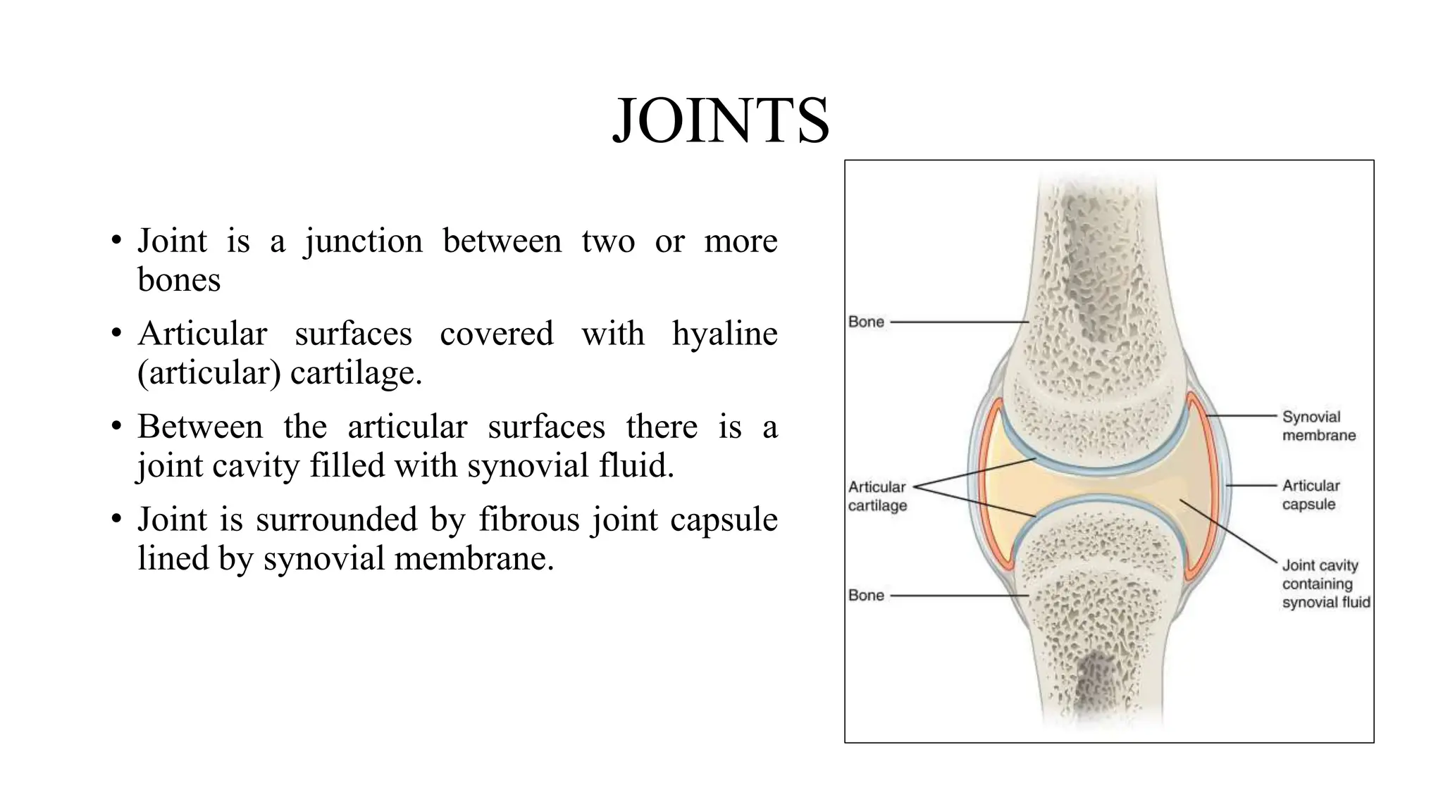Orthopaedics basics (Bones and Joints Basics).pptx