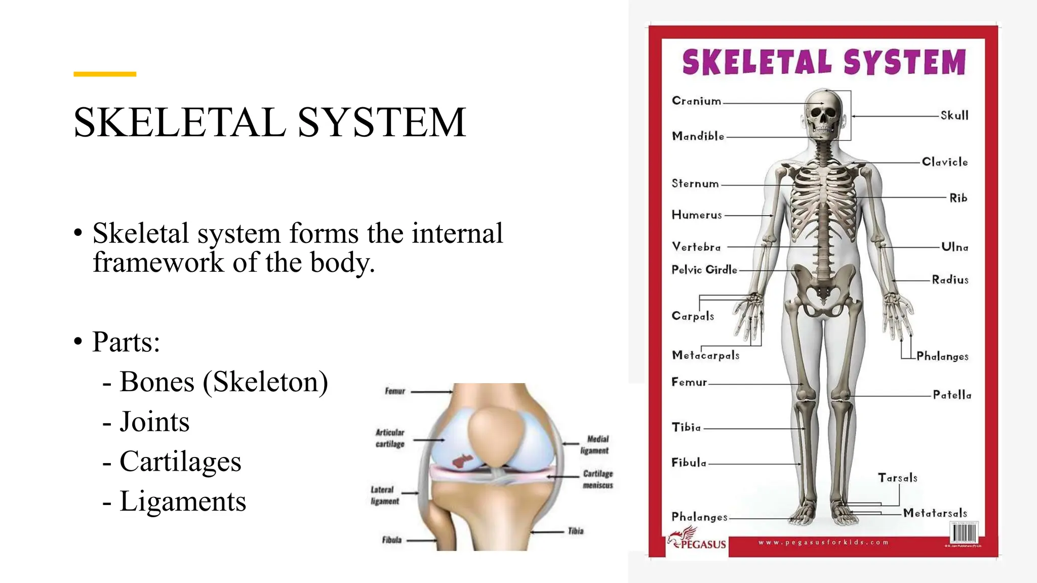 Orthopaedics basics (Bones and Joints Basics).pptx
