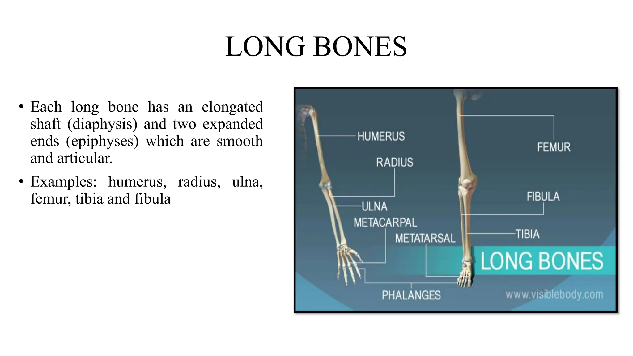 Orthopaedics basics (Bones and Joints Basics).pptx