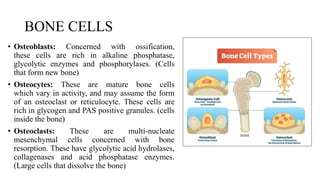 Orthopaedics basics (Bones and Joints Basics).pptx