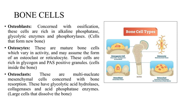 Orthopaedics basics (Bones and Joints Basics).pptx | Free Download