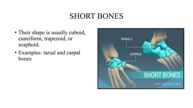 Orthopaedics basics (Bones and Joints Basics).pptx | Free Download