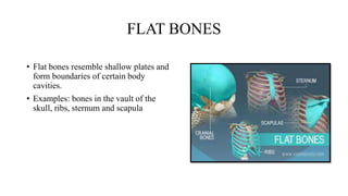 Orthopaedics basics (Bones and Joints Basics).pptx