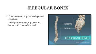 Orthopaedics basics (Bones and Joints Basics).pptx