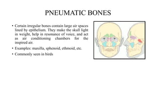 Orthopaedics basics (Bones and Joints Basics).pptx