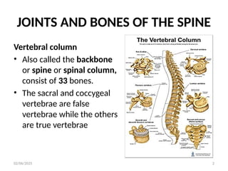 BONES AND JOINTS OF THE SPINE, VERTEBRAE.pptx