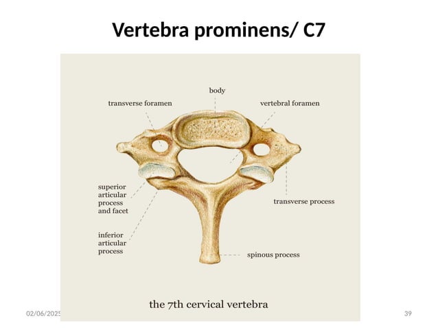BONES AND JOINTS OF THE SPINE, VERTEBRAE.pptx