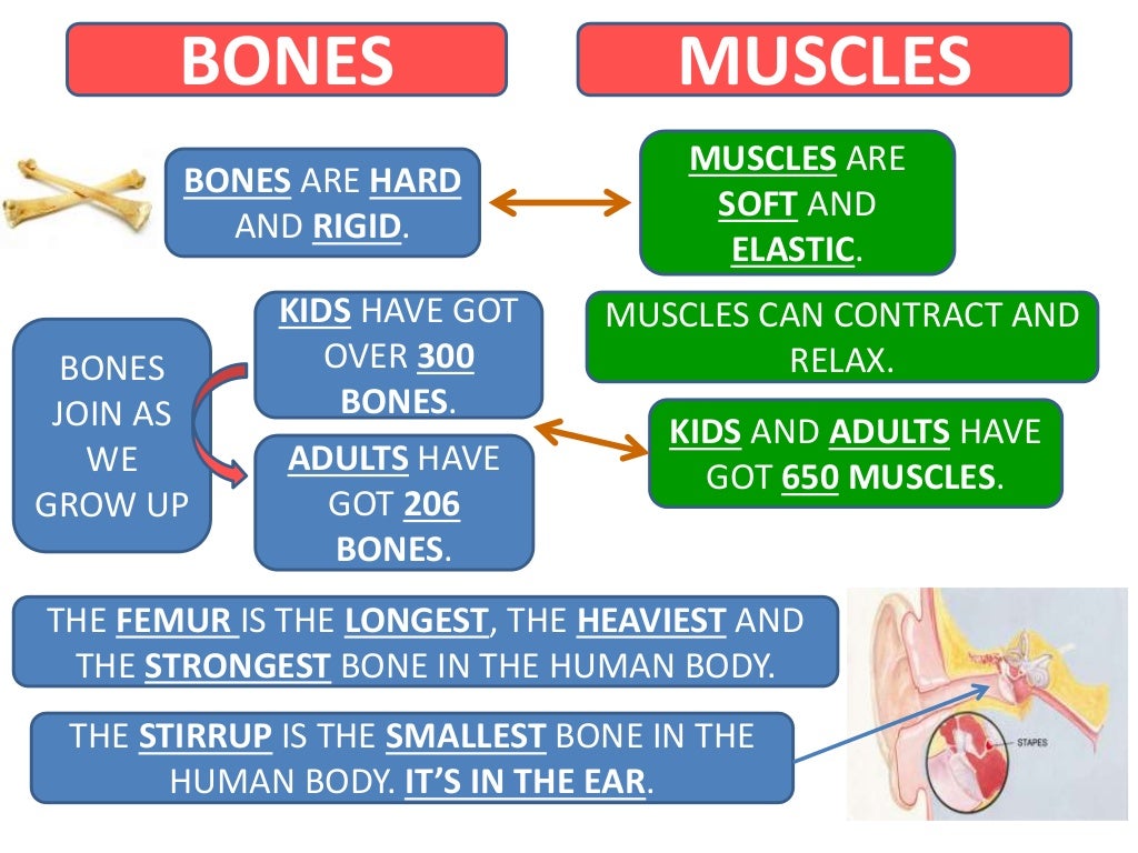 Bones And Muscles Bones And Muscles