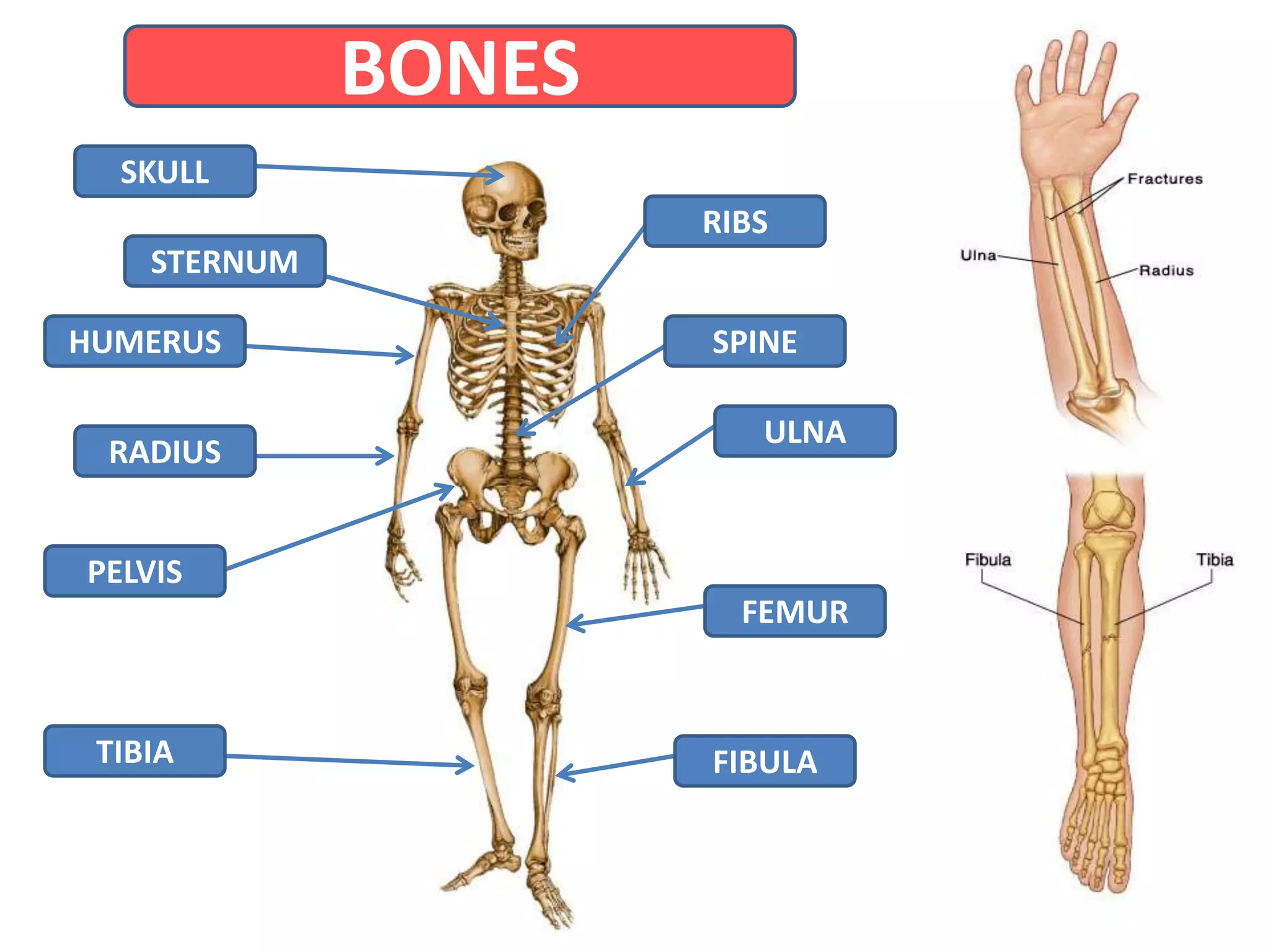 Bones and muscles | PPTX