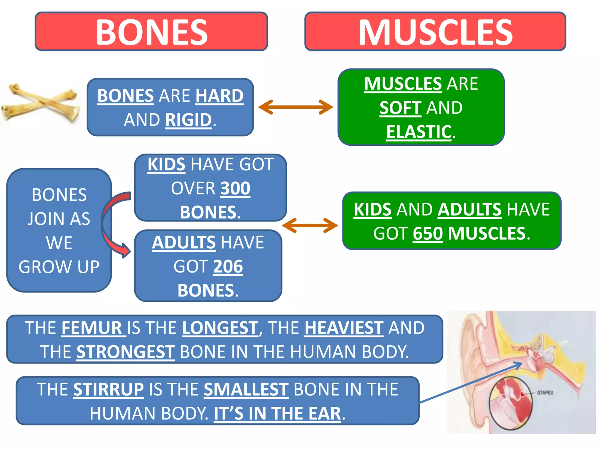 Bones and muscles | PPTX
