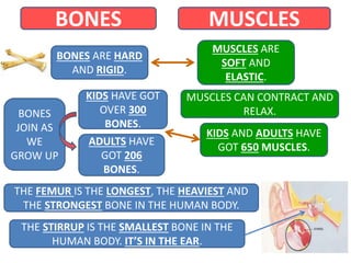 Bones and muscles | PPTX