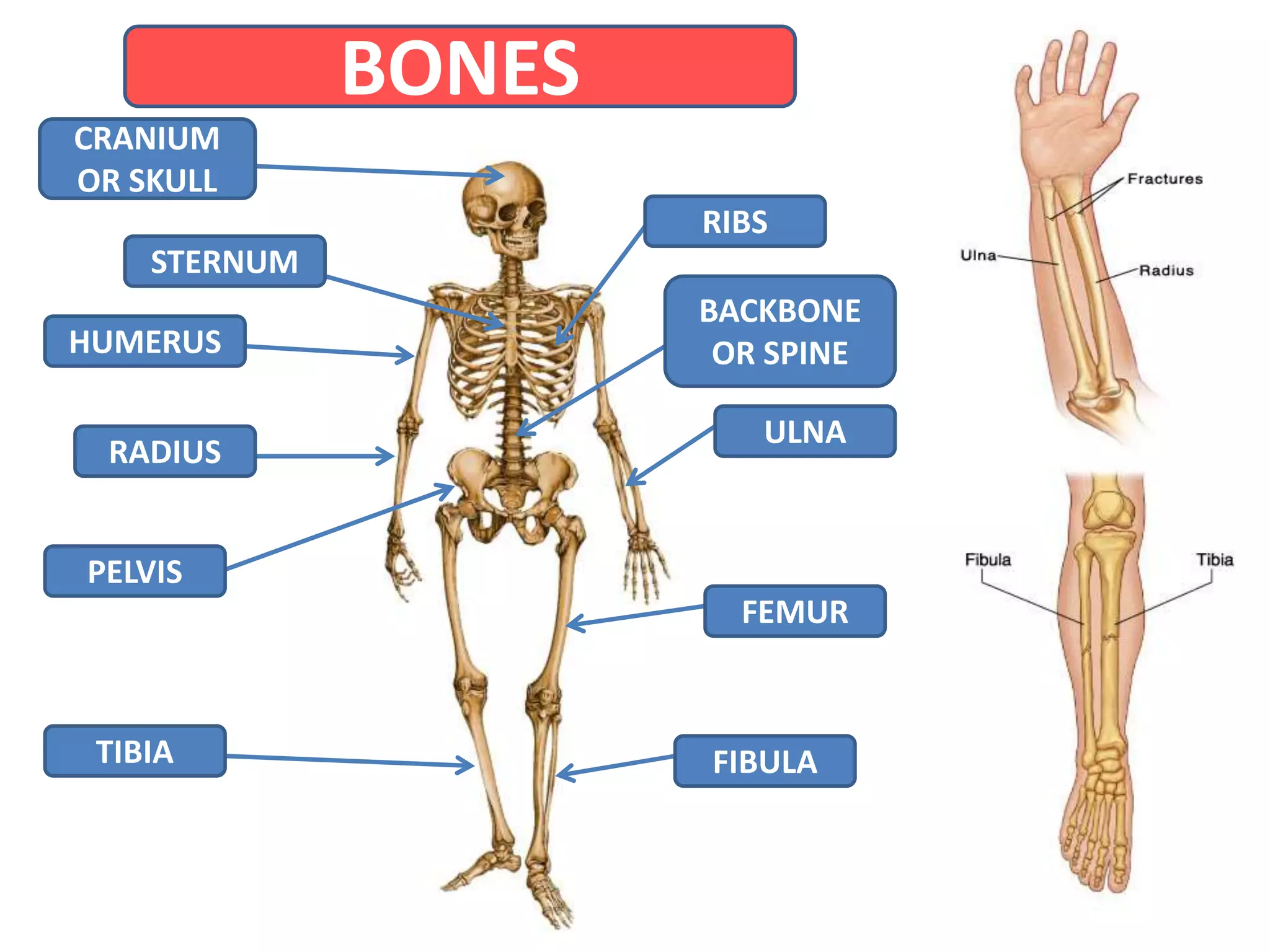 Bones and muscles | PPTX