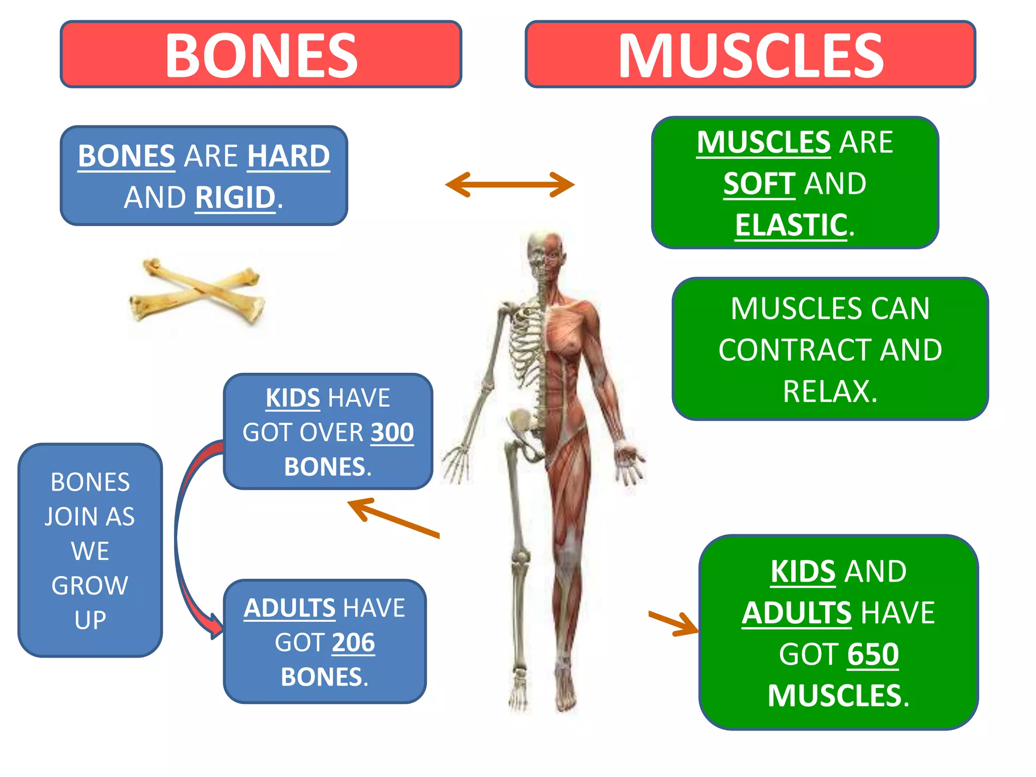 Bones and muscles | PPTX | Bone and Joint Conditions | Diseases and ...