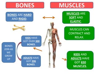 Bones and muscles | PPTX | Bone and Joint Conditions | Diseases and ...