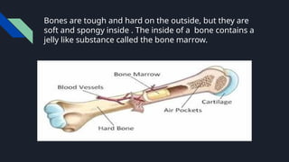 Bones and Muscles and its importance.pptx