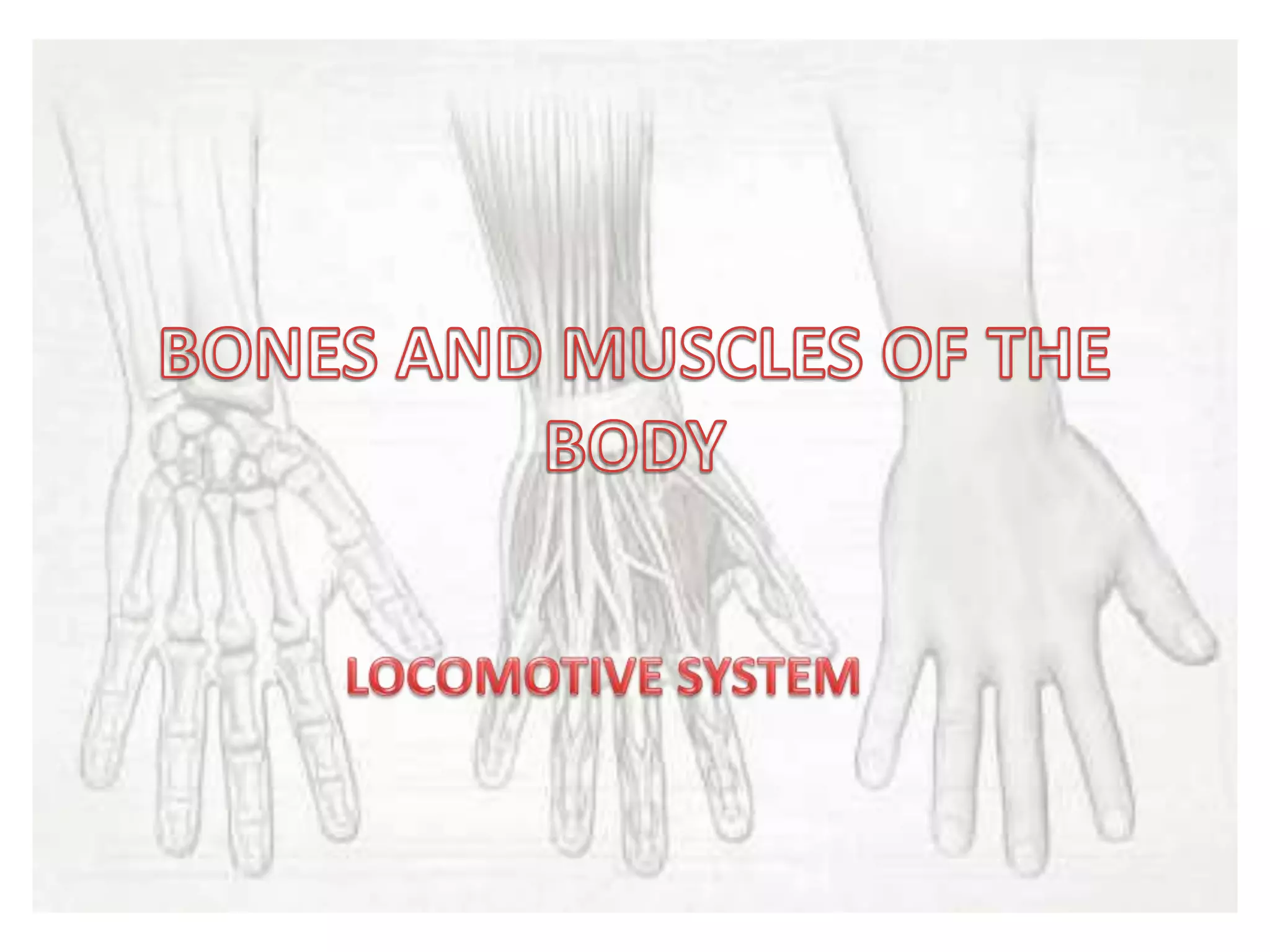 Bones and muscles of the body | PPTX