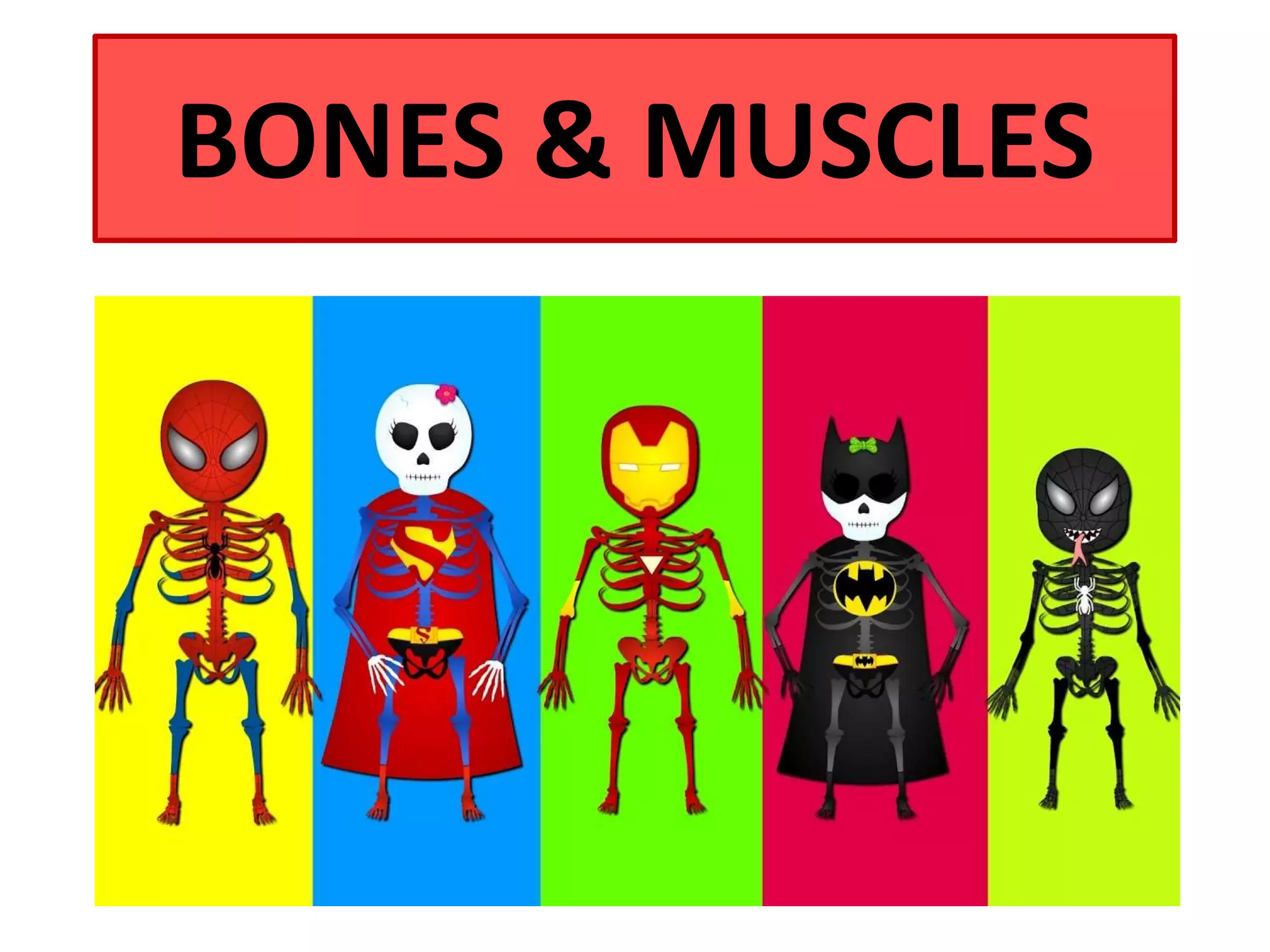 Bones and muscles superheroes | PPTX