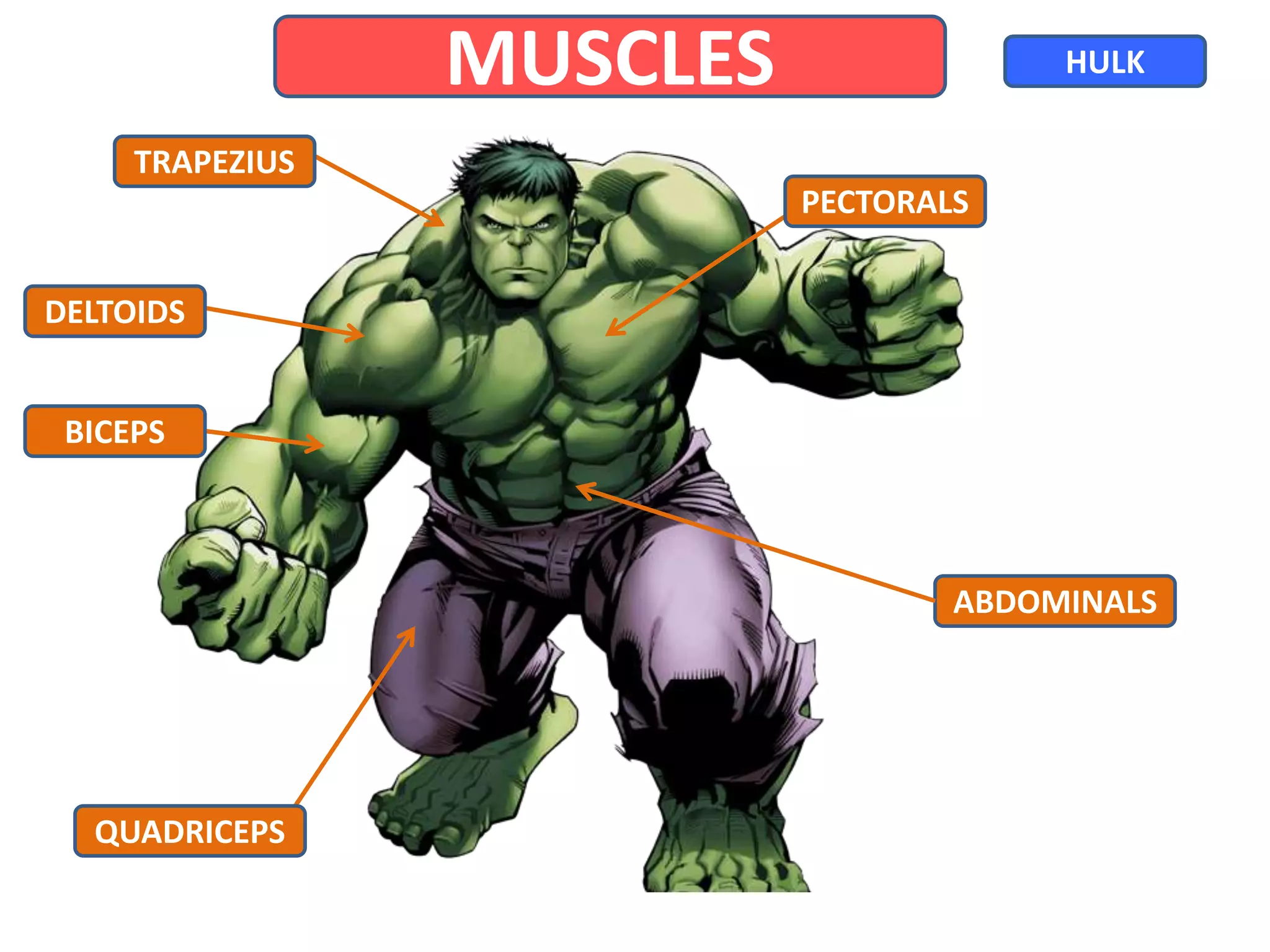 Bones and muscles superheroes | PPTX