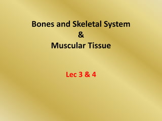 Bones and Skeletal System, Lec3 & 4.ppt