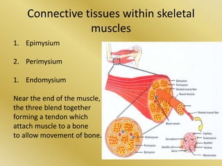 Bones and Skeletal System, Lec3 & 4.ppt