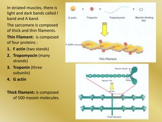 Bones and Skeletal System, Lec3 & 4.ppt