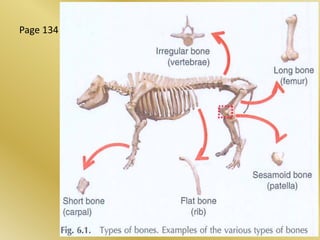 Bones and Skeletal System, Lec3 & 4.ppt