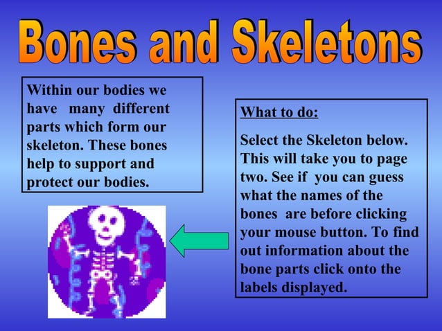 A brief presentation based on the bones and Skeleton | PPT