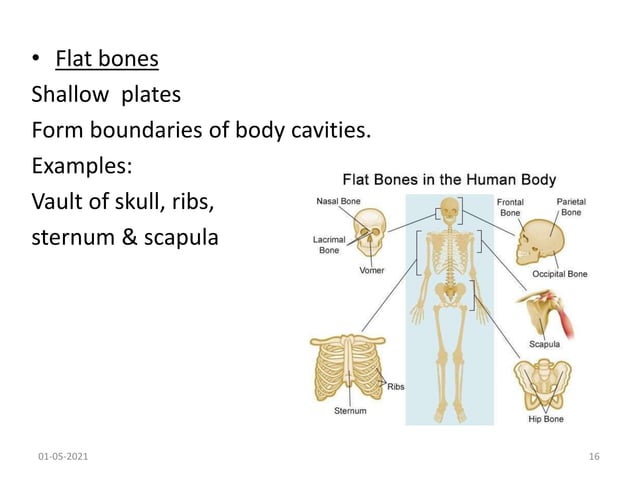 Bones and type | PPTX | Death, Injury, or Military Conflict | Sensitive ...