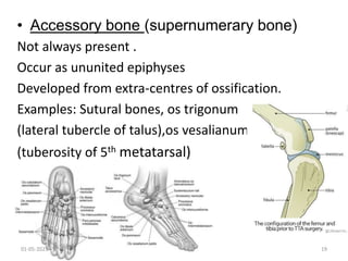 Bones and type | PPTX