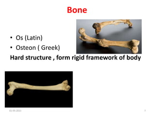 Bones and type | PPTX