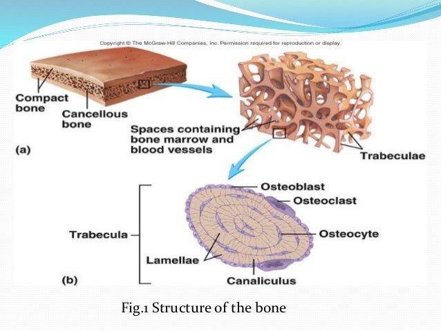 Bone targeting delivery system